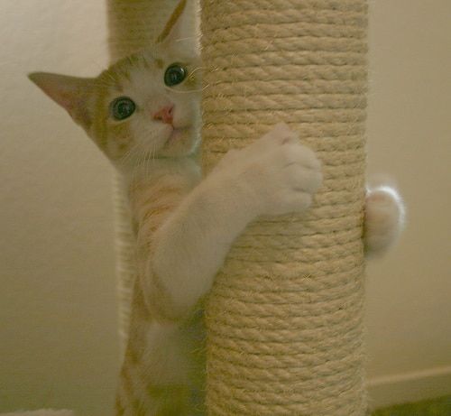 DIY : Fabriquer un superbe griffoir pour son chat