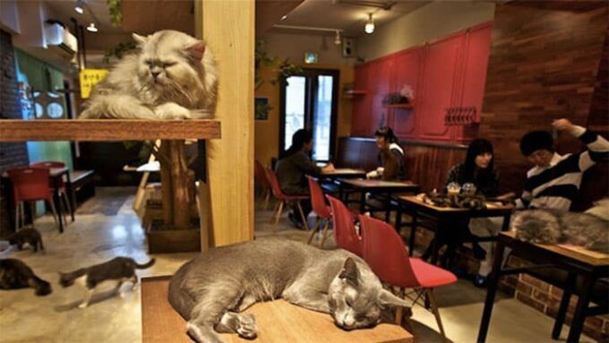 Les bars à chat : un lieu unique au monde