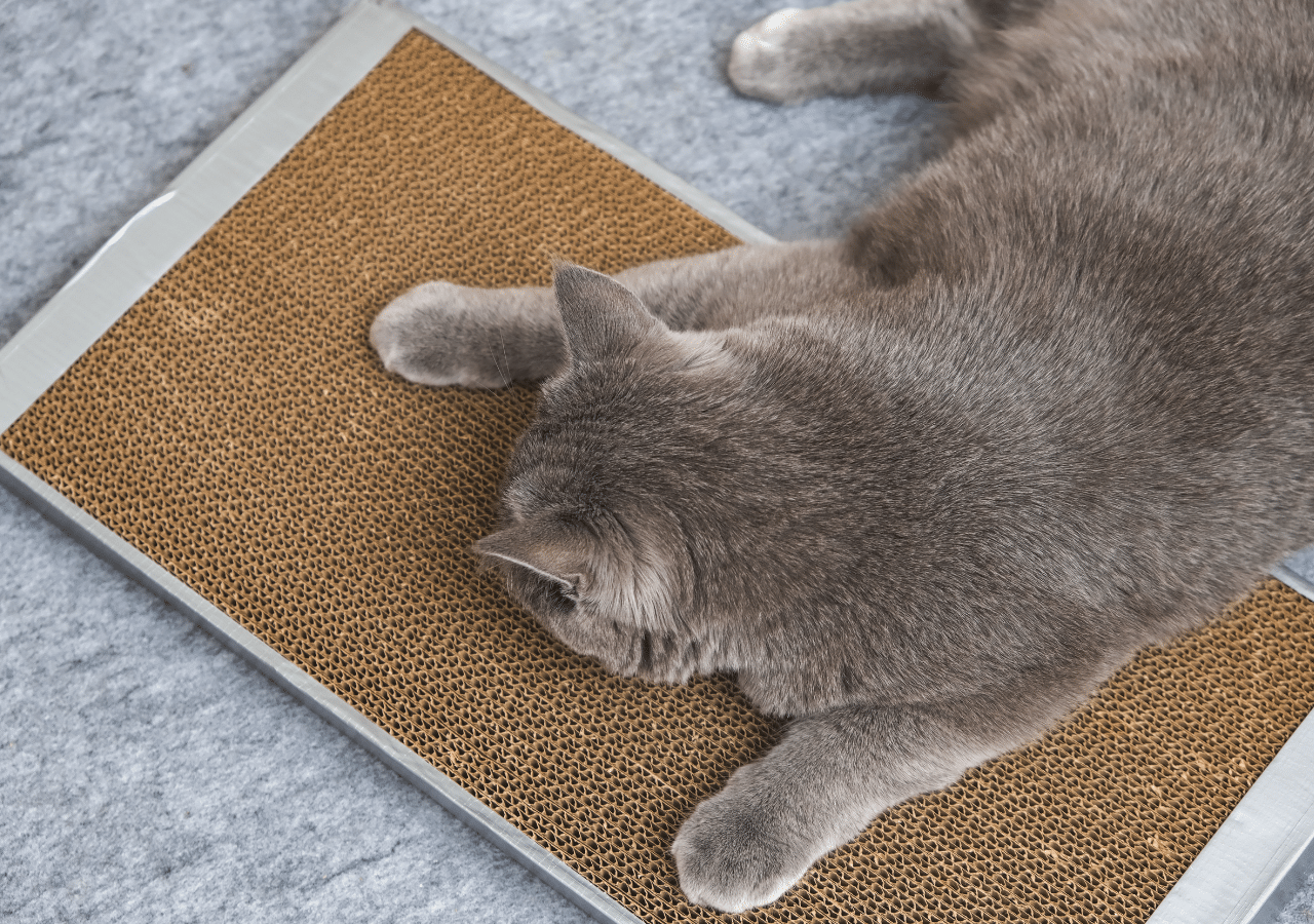 Griffoir pour chat : comment choisir