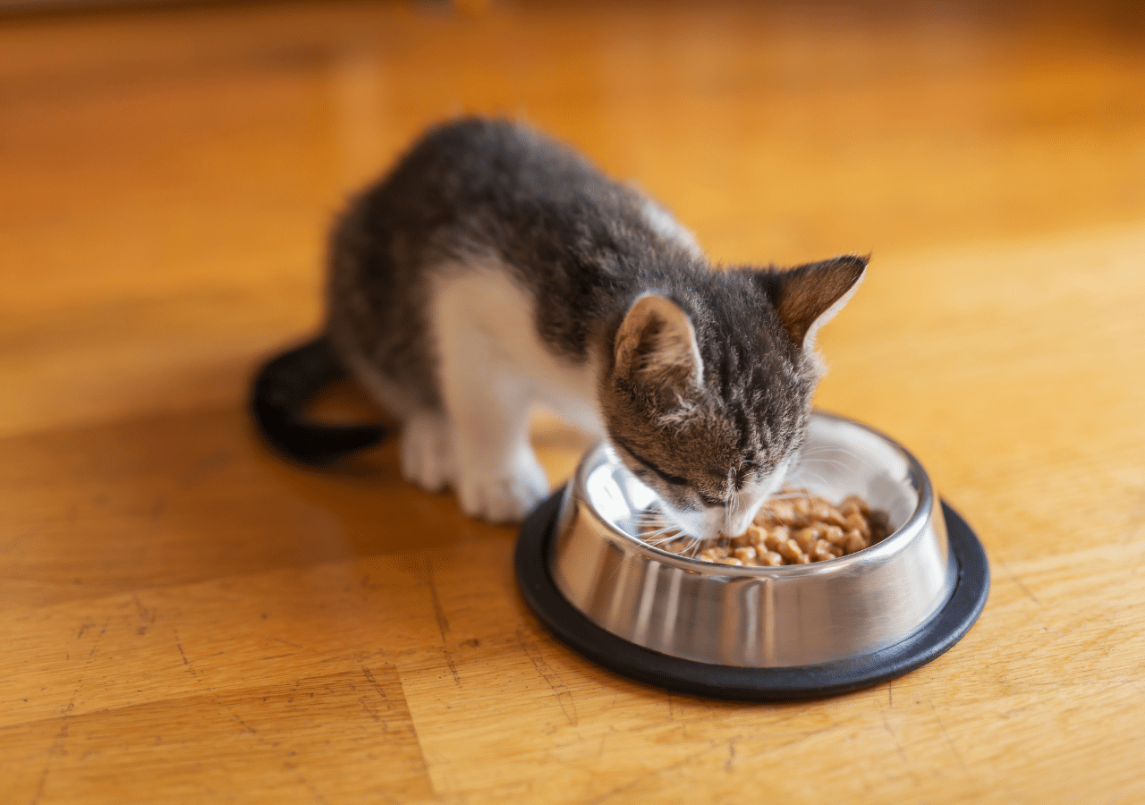 Guide d’achat meilleure croquette pour chaton